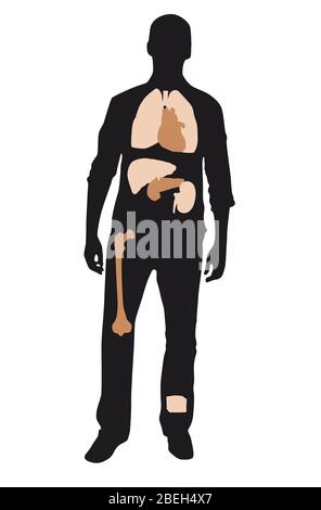 Body Missing Organs, Illustration Stock Photo - Alamy