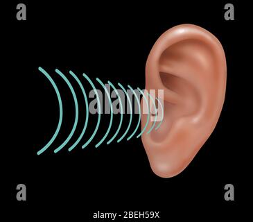 Sound Entering Human Outer Ear, Illustration Stock Photo - Alamy