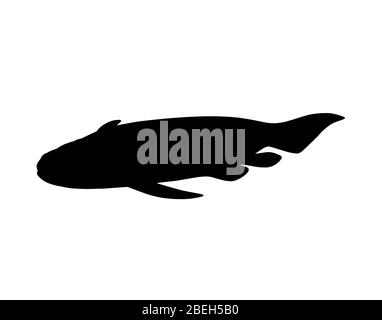 Illustration of a Holoptychius. Holoptychius is an extinct Devonian ...