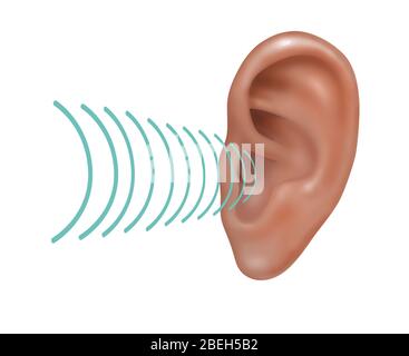 Sound Entering Human Outer Ear, Illustration Stock Photo - Alamy