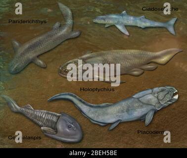 Illustration of prehistoric fishes. Cladoselache, Panderichthys ...