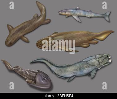 Illustration of prehistoric fishes. Cladoselache, Panderichthys ...