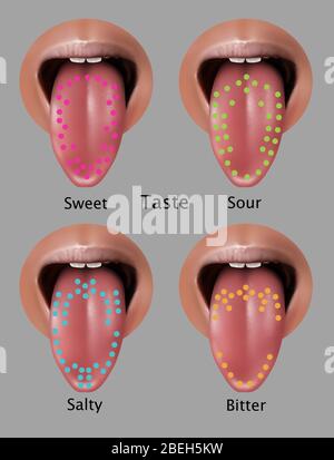 Illustration of regions of the tongue associated with certain taste ...