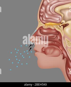 Anatomy of Smell, Illustration Stock Photo - Alamy