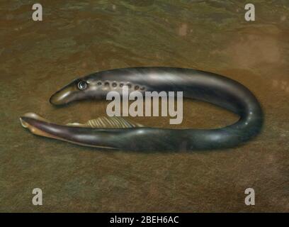 Lamprey Eel, Illustration Stock Photo - Alamy
