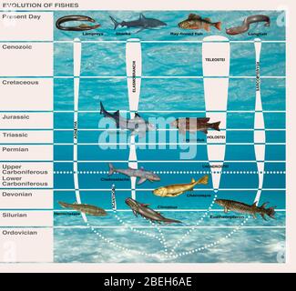 Evolution of Fishes, Illustration Stock Photo - Alamy