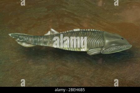 Illustration of a Hemicyclaspis Stock Photo - Alamy