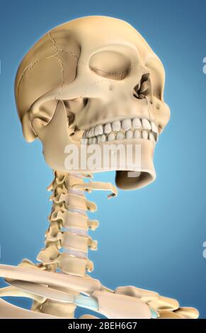 Upper body skeleton with head and skull profile view 3D rendering ...