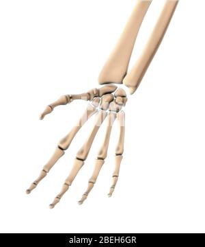 Illustration of the bones hand. This right hand palmar view labelled ...