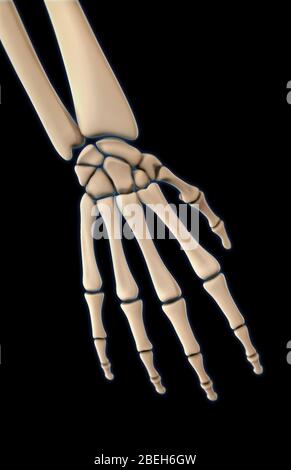 Bones of the Hand, Dorsal View Stock Photo - Alamy