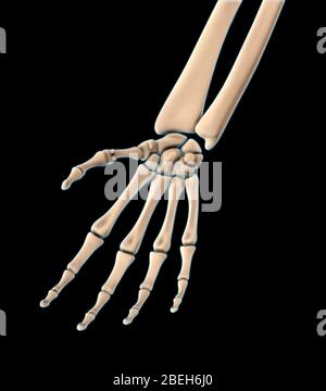 Illustration of the bones hand. This right hand palmar view labelled ...