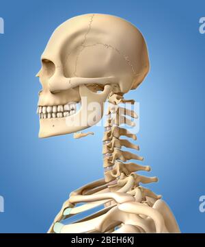 Human Rib 3D Illustration of Human Skeleton Rib Cage Anatomy Front view ...