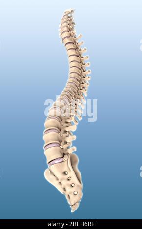 Illustration of the Vertebral Column. This is a lateral view (labelled ...