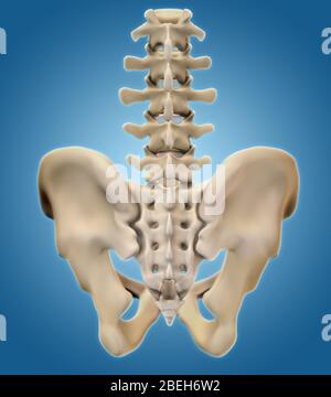 Pelvis, Posterior View, Illustration Stock Photo - Alamy