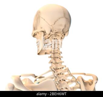 Human Skeleton, Head and Neck Stock Photo - Alamy