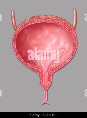 Female Bladder, Illustration Stock Photo - Alamy
