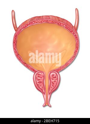 Male urinary sphincter Stock Photo - Alamy