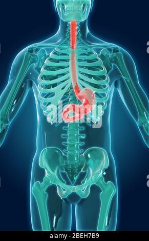 Illustration of Stomach and Duodenum Stock Photo - Alamy