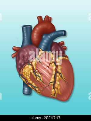 Normal Heart Exterior and Interior, Illustration Stock Photo - Alamy
