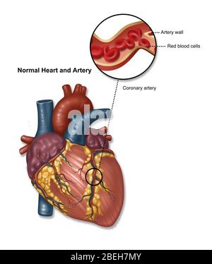 Normal Heart Exterior and Interior, Illustration Stock Photo - Alamy