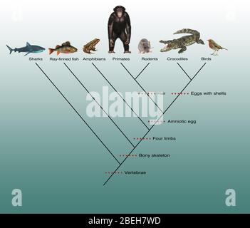 Shark's skeleton, illustration Stock Photo - Alamy