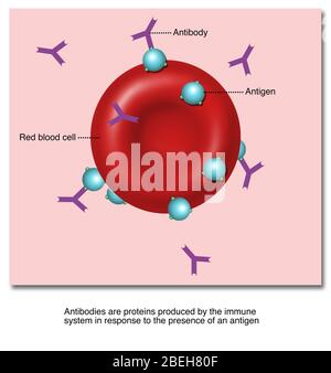 Red blood cells with antigens Stock Photo - Alamy