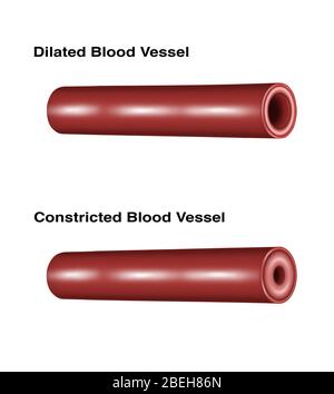 Blood Vessel Constriction and Dilation Stock Photo - Alamy