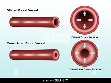Blood Vessel Constriction and Dilation Stock Photo - Alamy