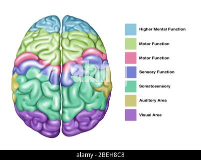 Brain middle frontal gyrus Anatomy For Medical Concept 3D Illustration ...