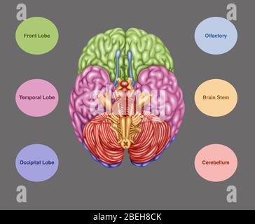 Brain Anatomy, Inferior View, Illustration Stock Photo - Alamy