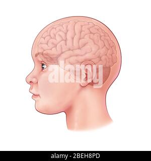 Illustration of a child's brain anatomy Stock Photo - Alamy