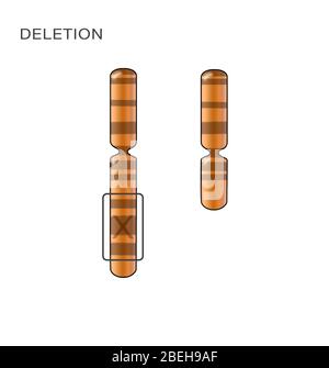 Chromosome Deletion, Illustration Stock Photo - Alamy