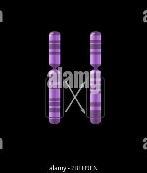 Single chromosome abnormalities. Chromosome inversion. Illustration ...