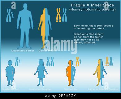 Fragile X Inheritance, Illustration Stock Photo - Alamy
