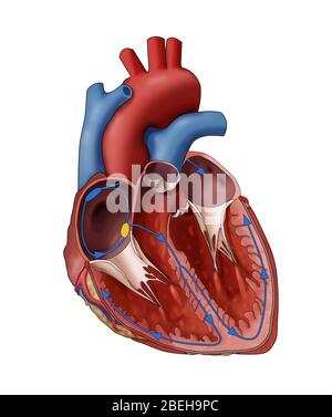 Normal Heart Electrical System, Illustration Stock Photo - Alamy