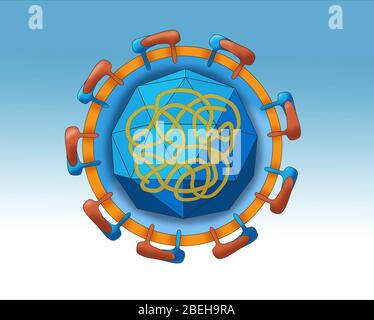 Zika Virus Structure, Illustration Stock Photo - Alamy