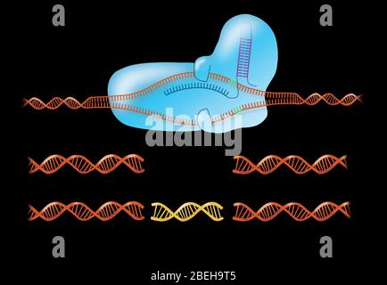 CRISPR Genome Editing, Illustration Stock Photo - Alamy