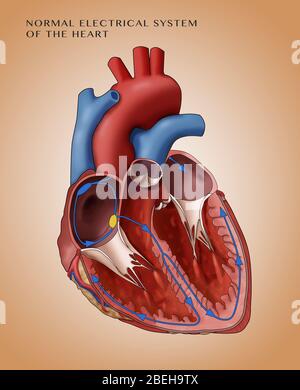Normal Heart Electrical System, Illustration Stock Photo - Alamy