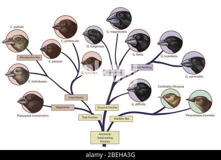 Finch Family Tree, Illustration Stock Photo - Alamy