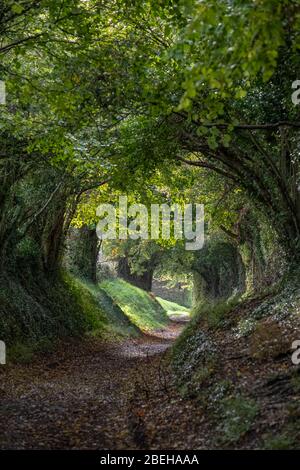 Halnaker tree tunnel in West Sussex UK with sunlight shining through ...
