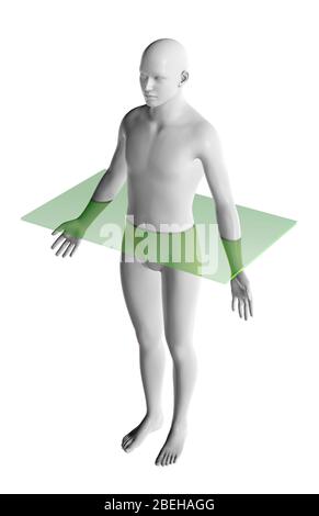 Illustration of the transverse section of the human body at ...