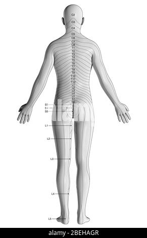 Dermatomes, Posterior View Stock Photo - Alamy