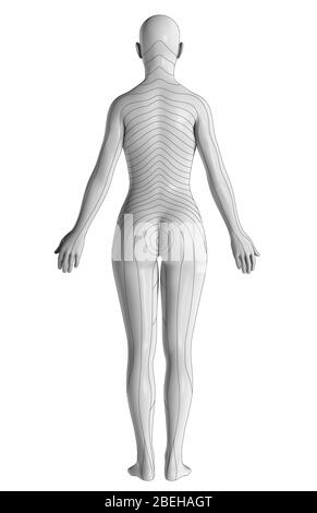 Dermatomes, Posterior View Stock Photo - Alamy