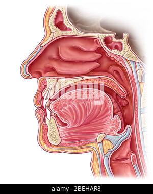 Anatomy of nasopharynx with nasal cavity, oral cavity Stock Photo - Alamy