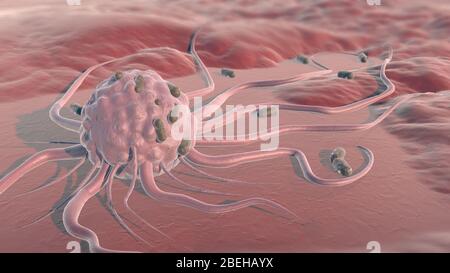 Illustration of a human macrophage cell attacking a cancer cell Stock ...