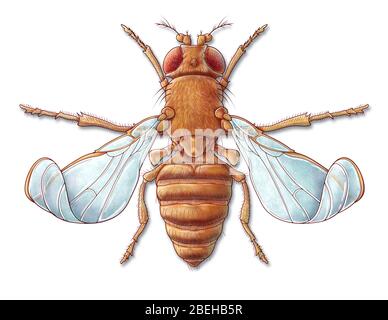 Curly mutant of the Fruit Fly (Drosophila melanogaster). The mutation ...