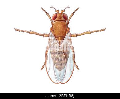Common fruit fly (Drosophila melanogaster) laboratory culture Curly ...