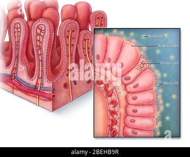 An illustrated close up view of an intestinal villus. Villi are finger ...