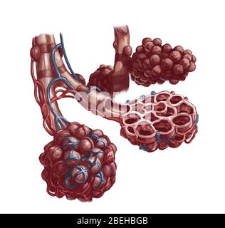 Illustration of human alveoli. The alveoli are air sacs in the lungs ...