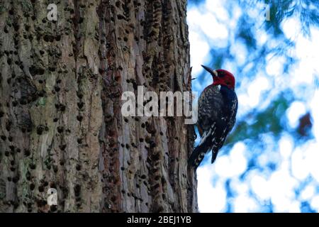 Red-breasted sap sucker clinging to tree with holes in bark Stock Photo ...